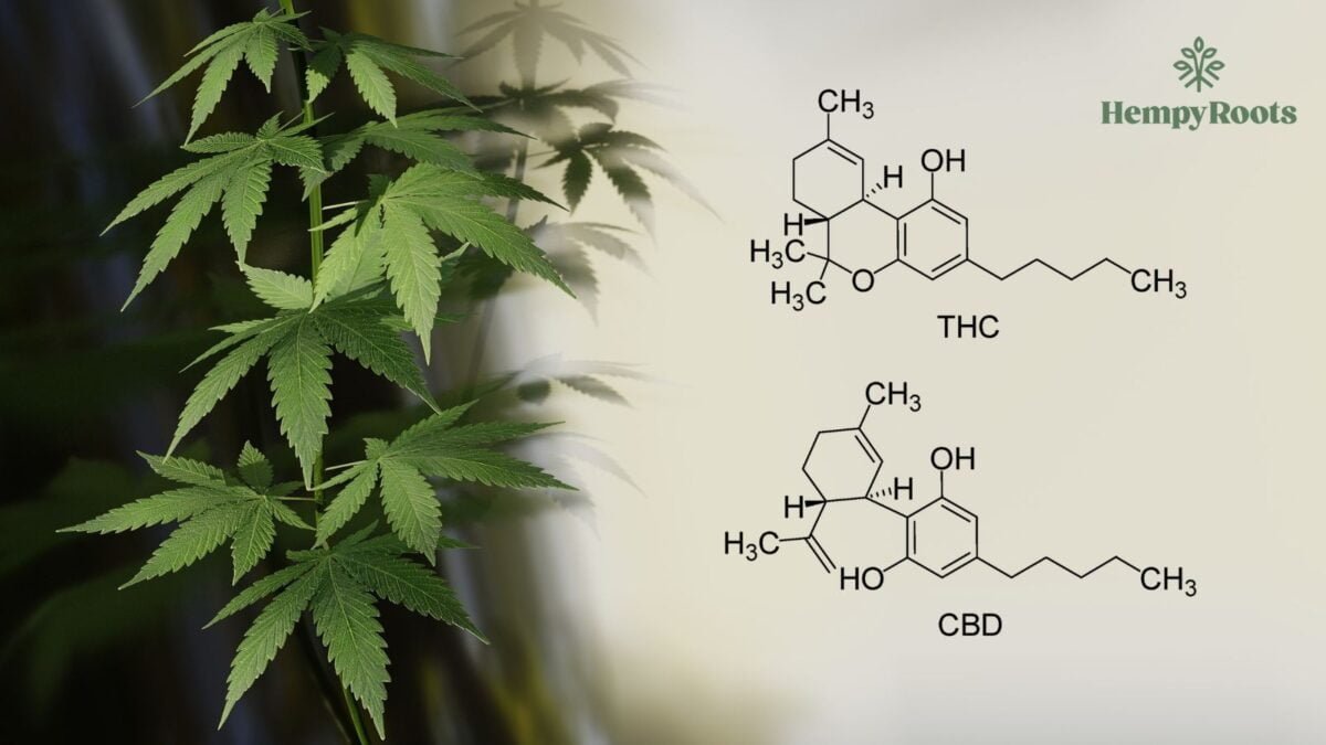 What are the differences between CBD and THC | HempyRoots